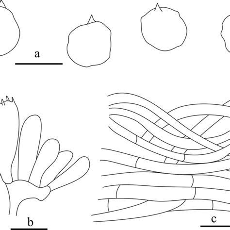 Microscopy Of Clitocella Borealichinensisa Basidiospores B Basidia C