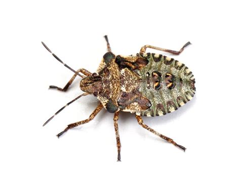 Stink Bug Or Shield Bug Juvenile Or Nymph Stock Image Image Of