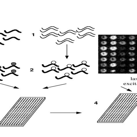 Gene Expression Analysis Using A Dna Microarray See Text For
