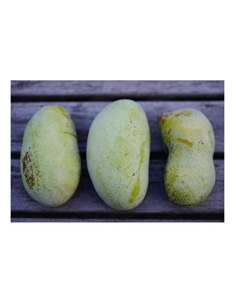 Pawpaw Sunflower Asimina Triloba Rare Fruits From Around The World