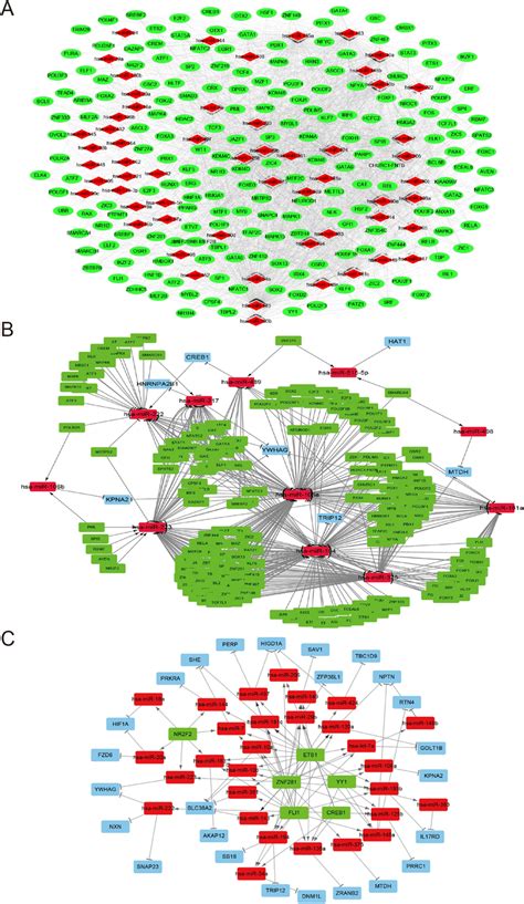 Transcription Factor TF Regulatory Network A TF MiRNA Regulatory