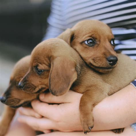 Cat And Dog Vaccinations And Parasite Prevention In Gold Canyon Arizona