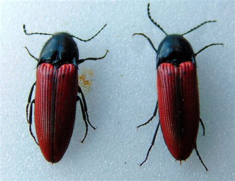 Réf 137936 INSECTA Coleoptera Elateridae Ampedus Ampedus