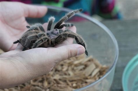 Premium Photo Tarantula In The Wild