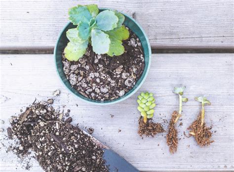 Succulents Care Archives Succulent Plant Guide