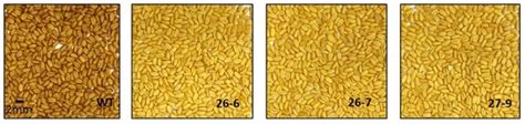 Scientists Engineer Yellow Seeded Camelina With High Oil Output