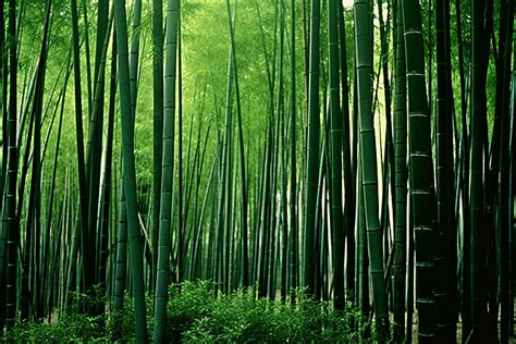 대나무 숲의 큰 나무 고창군 고창읍성 고해상 배경 일러스트 및 사진 무료 다운로드 Pngtree