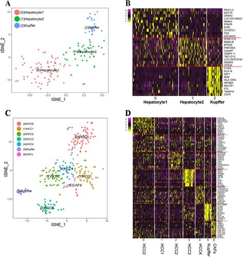 Singles Cell Subpopulations And Specific Degs Identification In Hcc