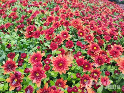 Квіткові зірки у Києві стартував фестиваль хризантем Вечірній Київ