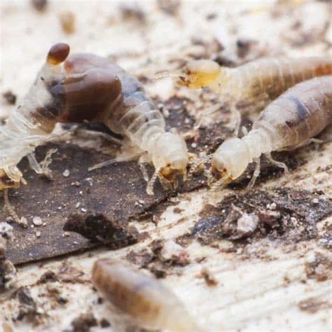 Pest Control Canberra Get A Quote Today 02 6147 2277