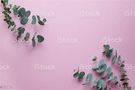 분홍색 배경에 유칼립투스 가지 플랫 레이 상단 보기 공간을 복사합니다 0명에 대한 스톡 사진 및 기타 이미지 0명 개화기