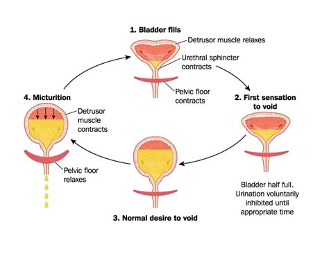 Overactive Bladder South Central Urology Clinic South Central