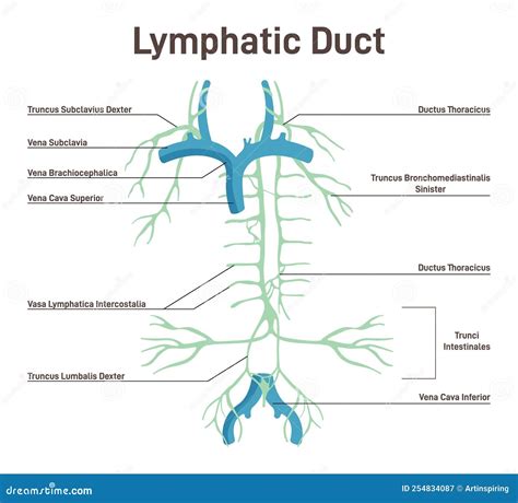 Lymphatic System Structure Of A Human Lymph Node Stock Vector Illustration Of Vector