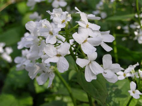 Pachyphragma Macrophyllum Uk