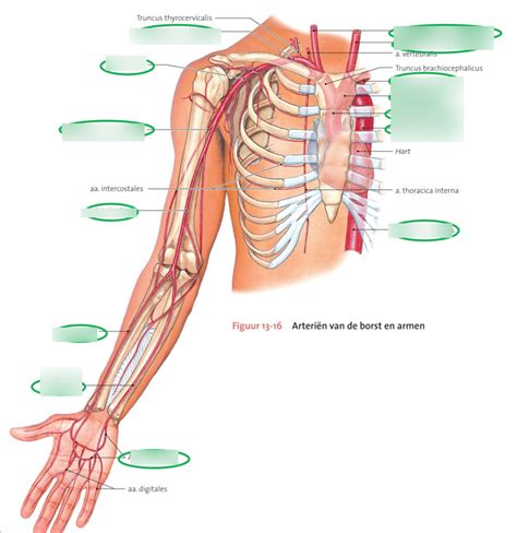 Arcus Aorta Cheapest Buying Brunofugaadvbr