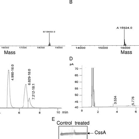 analysis of modification on cs6 a ms analysis of the purified cssa