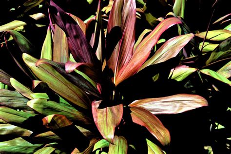Tropical Gallery Explore Excellence With Tomasino Farms 🍍🌴
