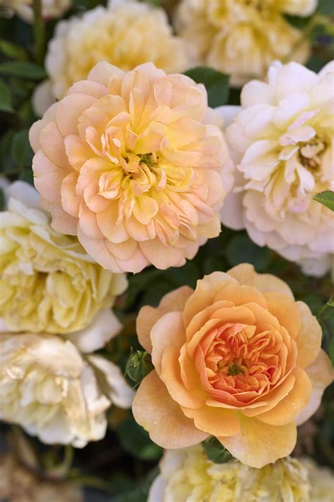 Monrovia Introduces Plants With Color Fragrance And Texture
