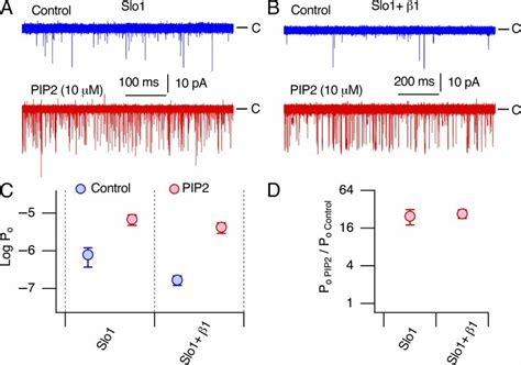 PIP increases Po at negative voltages without Ca² A Representative Download Scientific