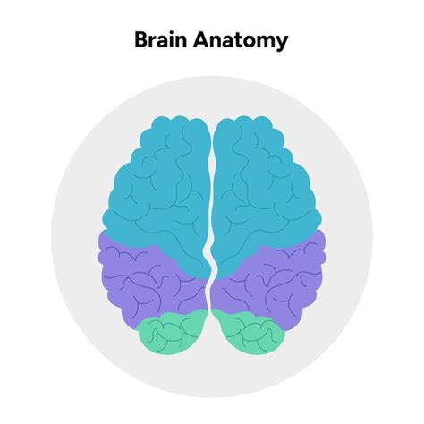 Premium Vector Brain Anatomy Areas Parts Functions Cerebral Cortex