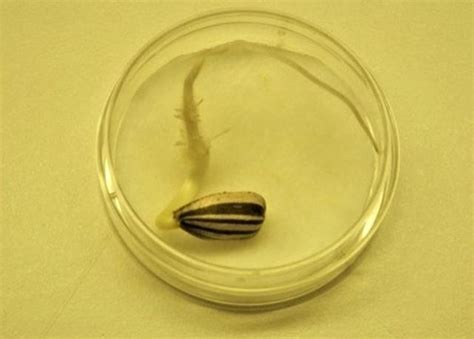 研究表明太陽和月亮引力作用影響著植物和動物的行為 每日頭條