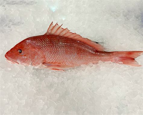How About Some Very Affordable Domestic Genuine American Red Snapper