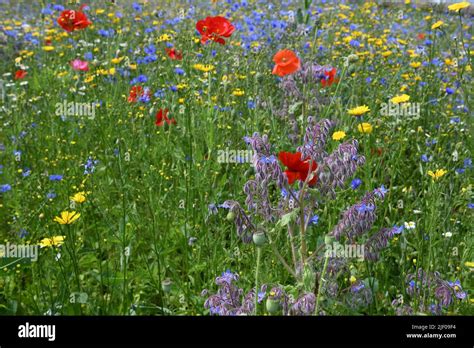 Acres Of Wild Flowers Hi Res Stock Photography And Images Alamy