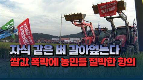 자막뉴스 자식 같은 벼 갈아엎는다쌀값 폭락에 농민들 절박한 항의 Youtube
