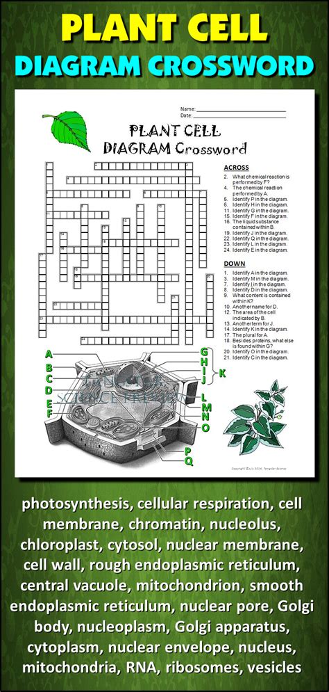 Cell Division Reinforcement Worksheet Answer Key Wilbert Apodacas Division Worksheets