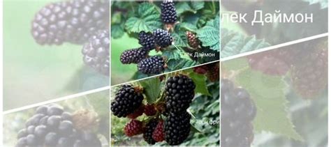 Садовые кустарники/ растения купить в Воронеже | Товары для дома и дачи ...