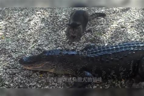 猫和老虎相遇，怎料老虎一巴掌拍了过来老虎