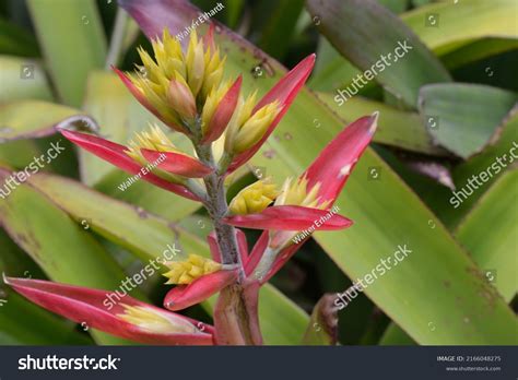 Aechmea Aquilega 12 Images Photos Et Images Vectorielles De Stock