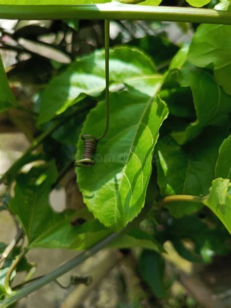 The Tendrils Of The Passion Fruit Plant Look Like Coiled Springs Stock