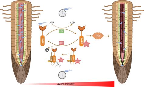 Reversible Phosphorylation Of A Lectin Receptor Like Kinase Controls