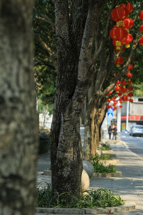 树木素材 树木模板 树木图片免费下载 设图网