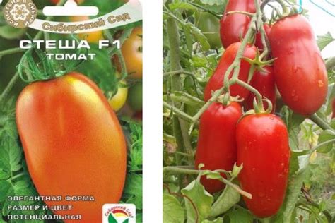 Томат Стеша: характеристика и описание сорта с фото