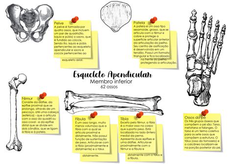 Esqueleto Apendicular Material De Enfermagem Anatomia Dos Ossos My