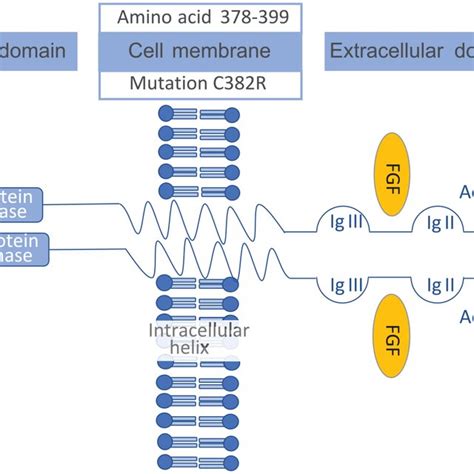 Structure Of FGFR2 Three Extracellular N Terminal Immunoglobulin Like