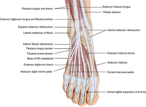 Foot Anatomy Chart Muscles