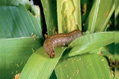 Maize Crop मक्यावरील लष्करीअळी म्हणजे मक्याचा खास शत्रू अशा