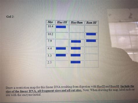 Solved Draw A Restriction Map For This Linear Dna