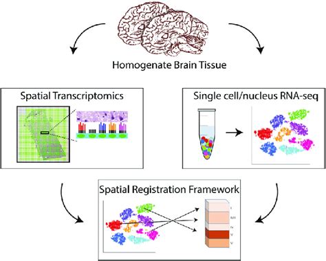 Spatial Resolution Of Cell Type Specific Gene Expression In The Human Download Scientific