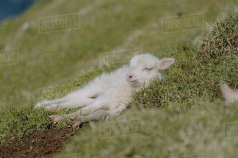 Cute White Lamb Laying In Grass On Sunny Hillside Mykines Faroe Islands Stock Photo Dissolve