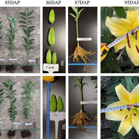 Effects Of Different Fertilization Schemes On The Quality Of Conca