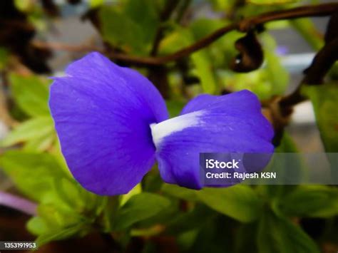 Bunga Warna Biru Dan Putih Yang Indah Fotografi Closeup Kelopak Bunga