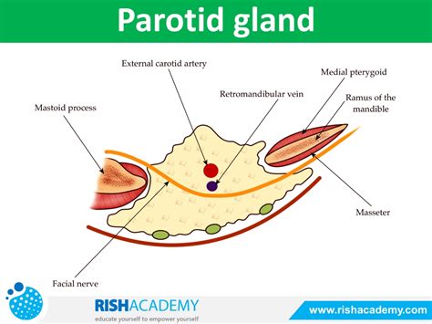 Steth Acute Suppurative Parotitis