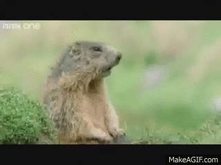 The Alan Alan Alan Marmot On The Bbc On Make A 
