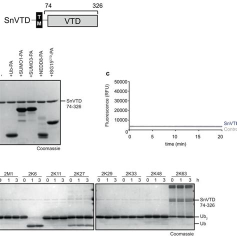 Simkania Encodes An M1 Specific Otu Type Enzyme A Domain Scheme Of