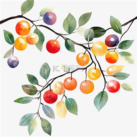 树枝上的果实彩色水彩画素材图片免费下载 千库网