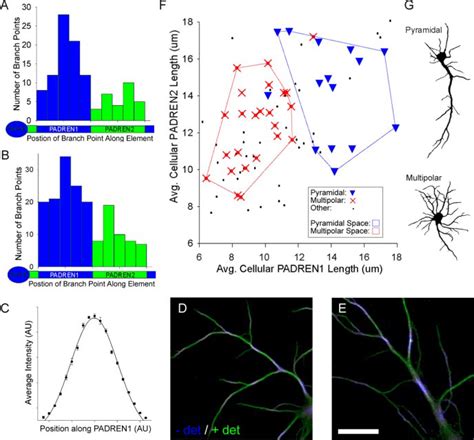 Dendritic Branch Points Preferentially Associate With Padren1s And Download Scientific Diagram